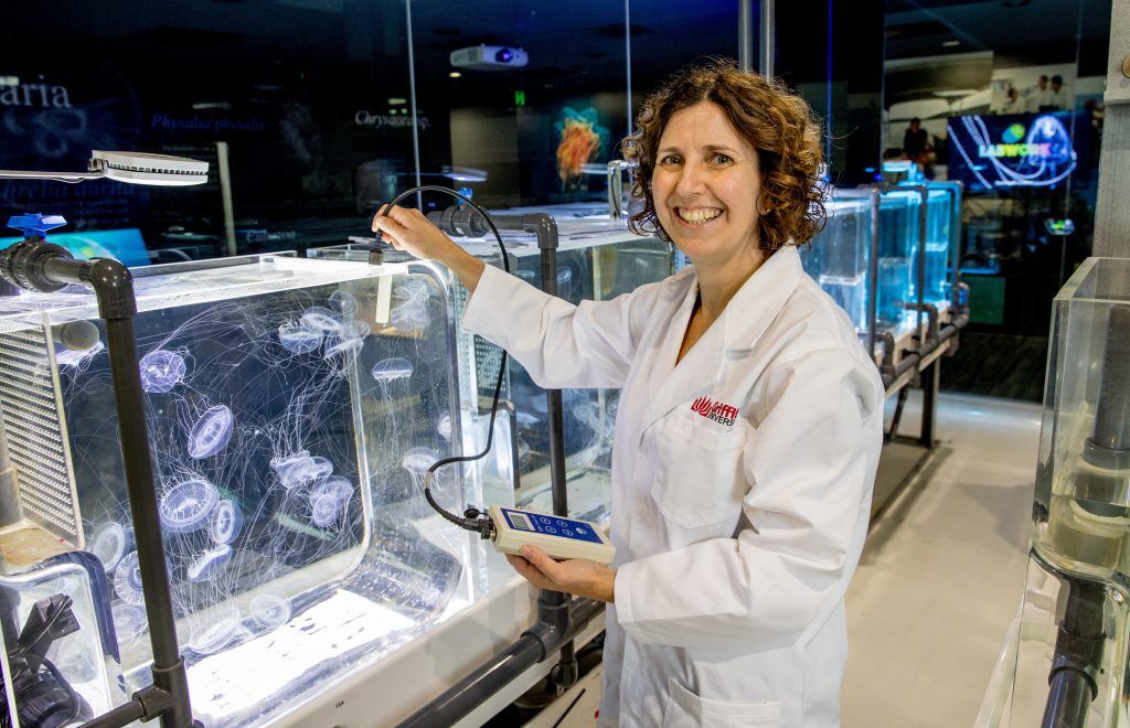 Sea jellies exhibit illuminates interest in marine life: survey ...