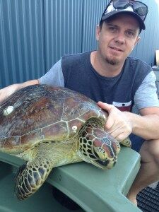 Pollutants may mimic female sex hormones, feminizing endangered green ...