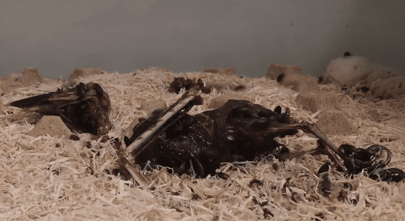 Flesh-eating bugs get to work on animal bone dataset - Griffith News