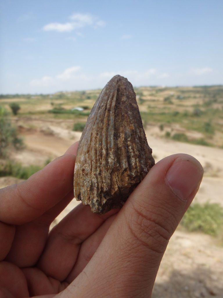2.9-million-year-old butchery site reopens case of who made first stone ...