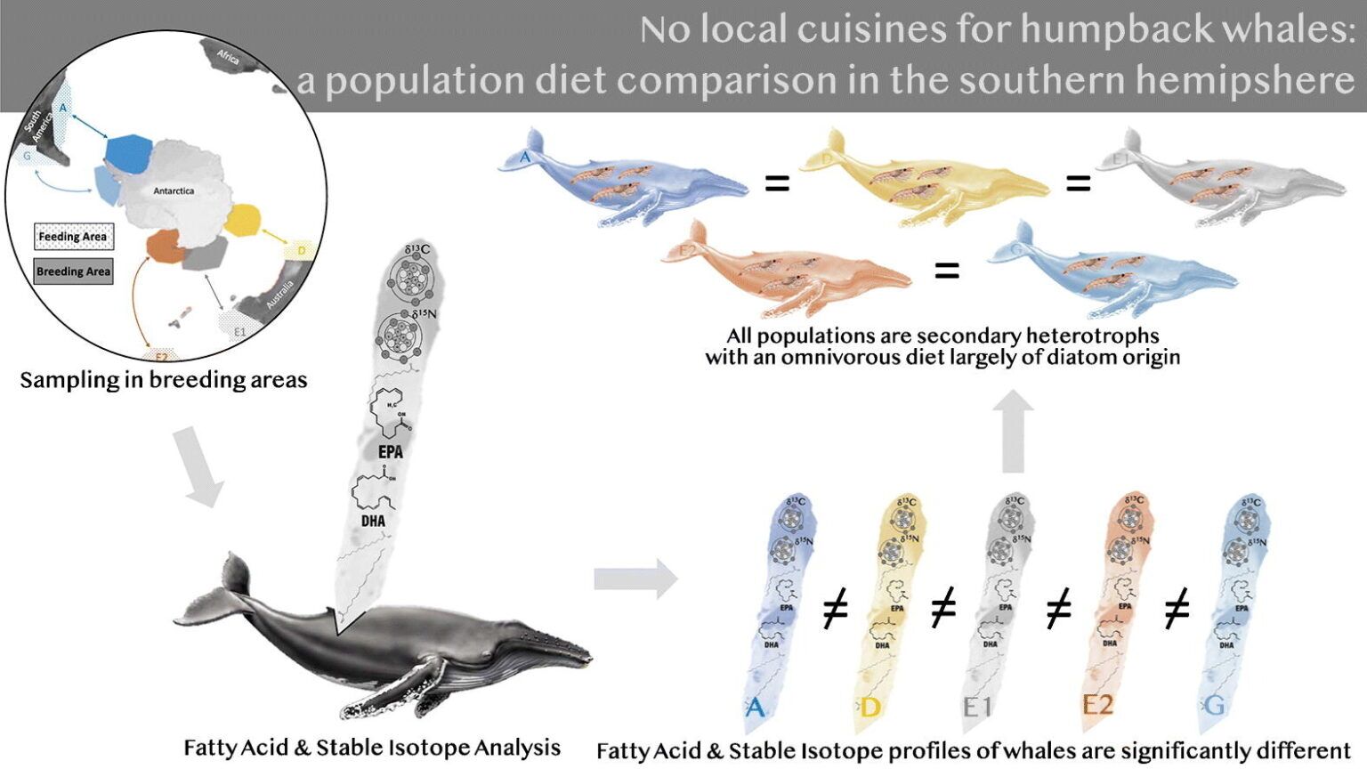 Future climate impacts put whale diet at risk - Griffith News