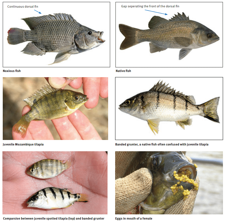 Different Species Of Tilapia Multi Species Hatchery Push In The
