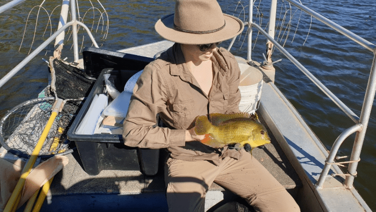 Aggressive pest fish moving closer to Gulf of Carpentaria - Griffith News
