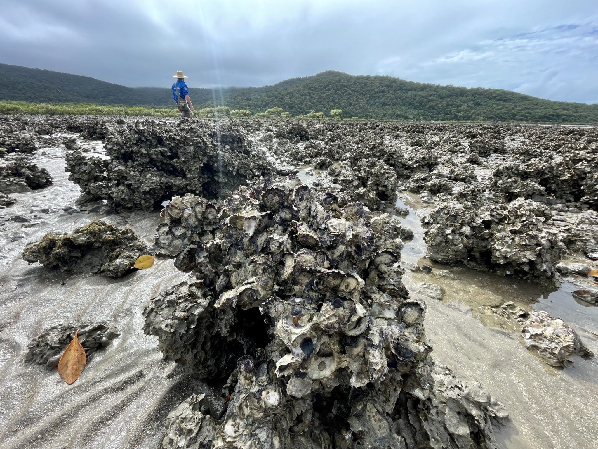 ‘Kidneys of the sea’ - oyster reefs hiding in plain sight - Griffith News