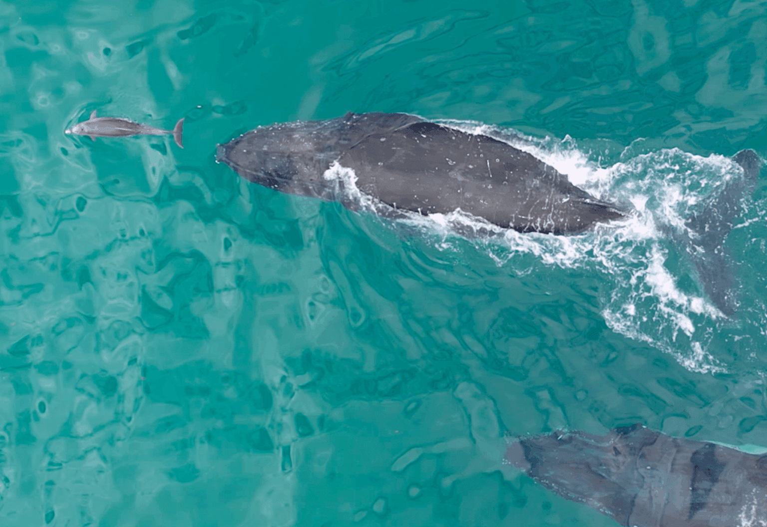 Playtime mostly mutual activity between dolphins and whales - Griffith News