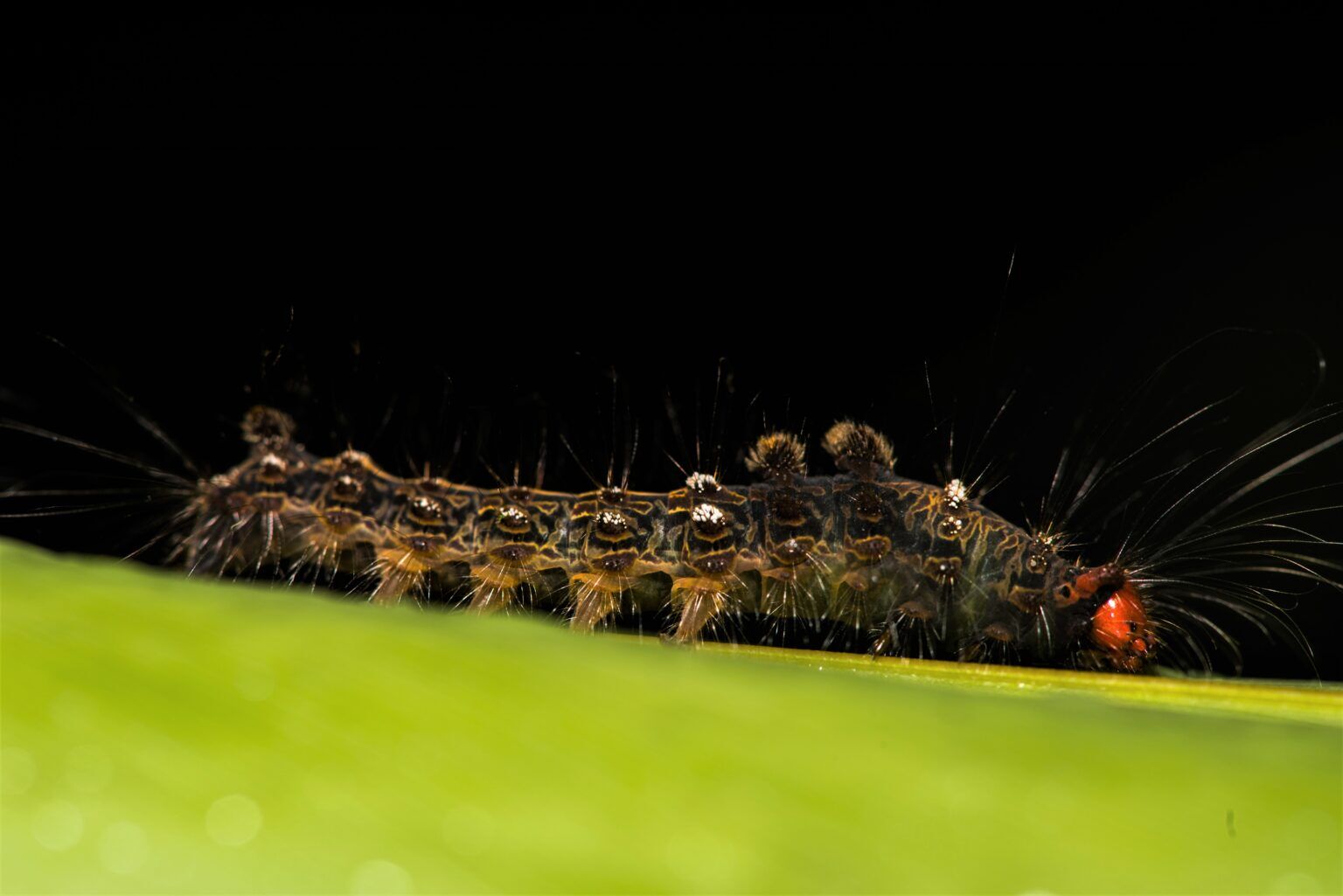 Changes to El Niño occurrence causing widespread tropical insect and ...