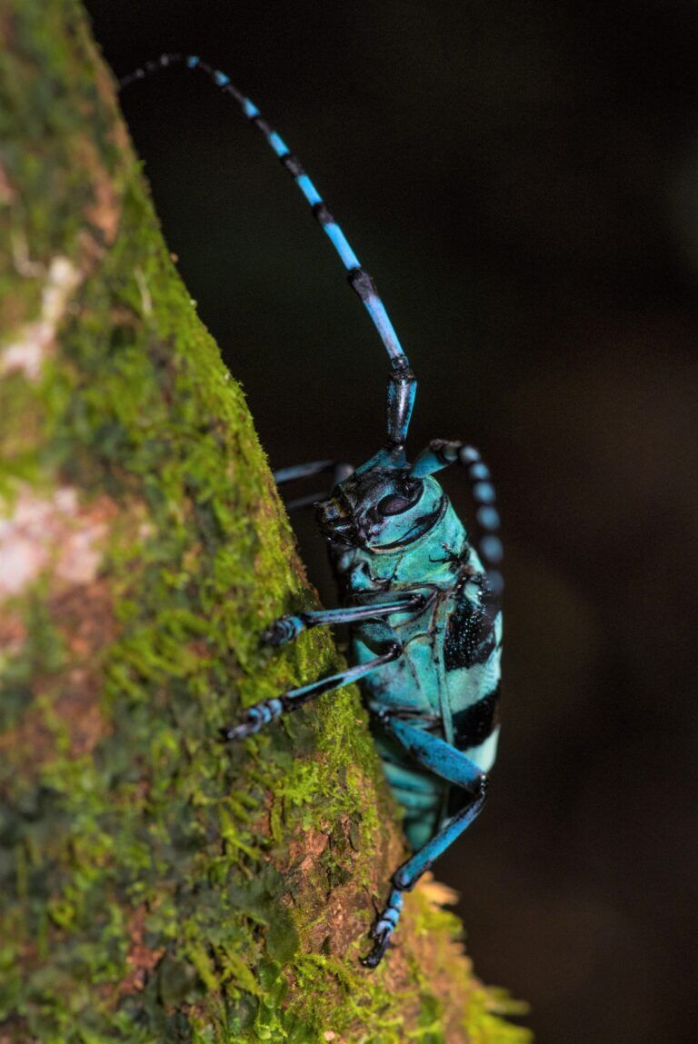 Changes to El Niño occurrence causing widespread tropical insect and ...