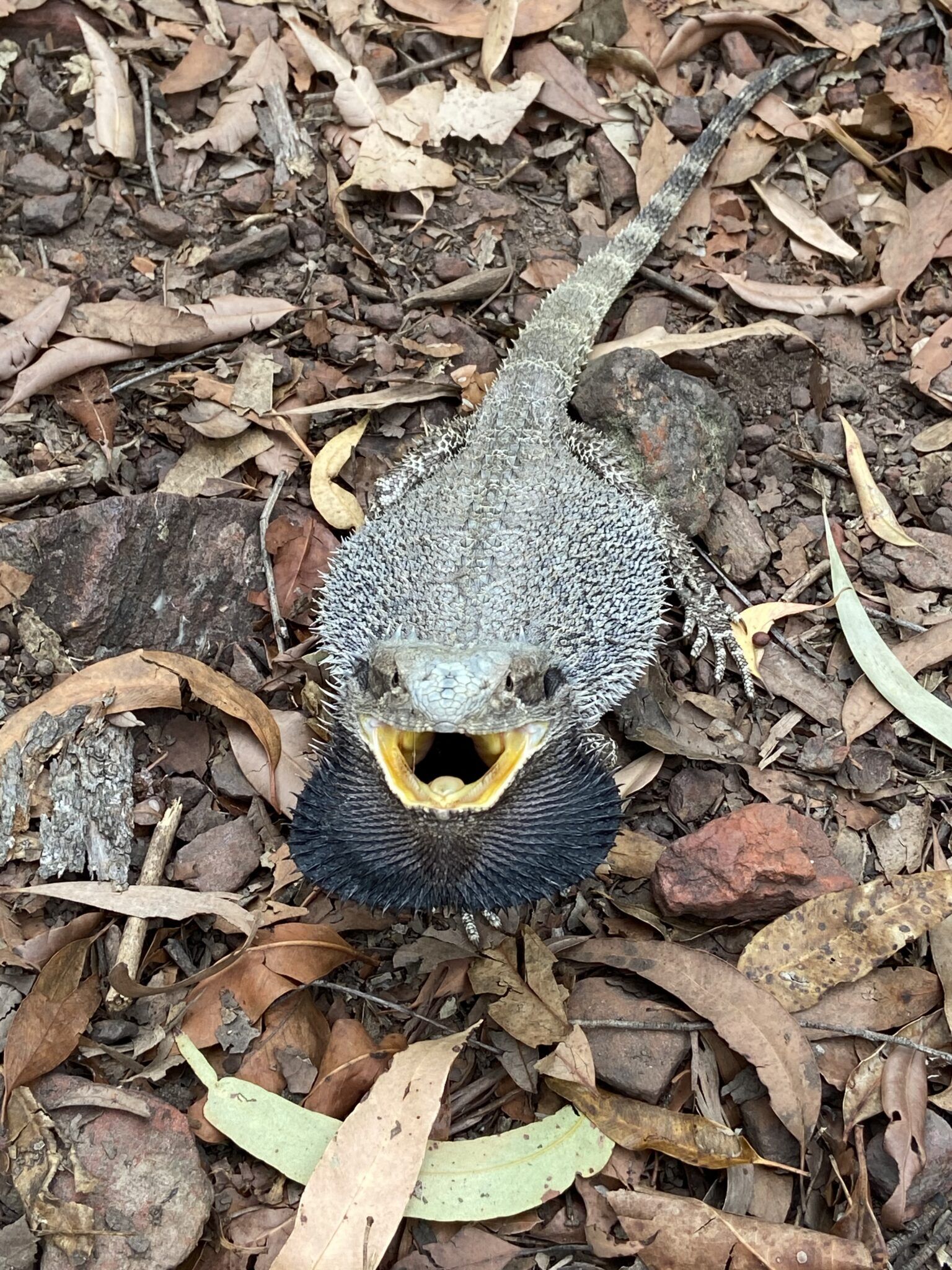 Citizen scientists validate Toohey Forest as biodiverse ‘island oasis ...