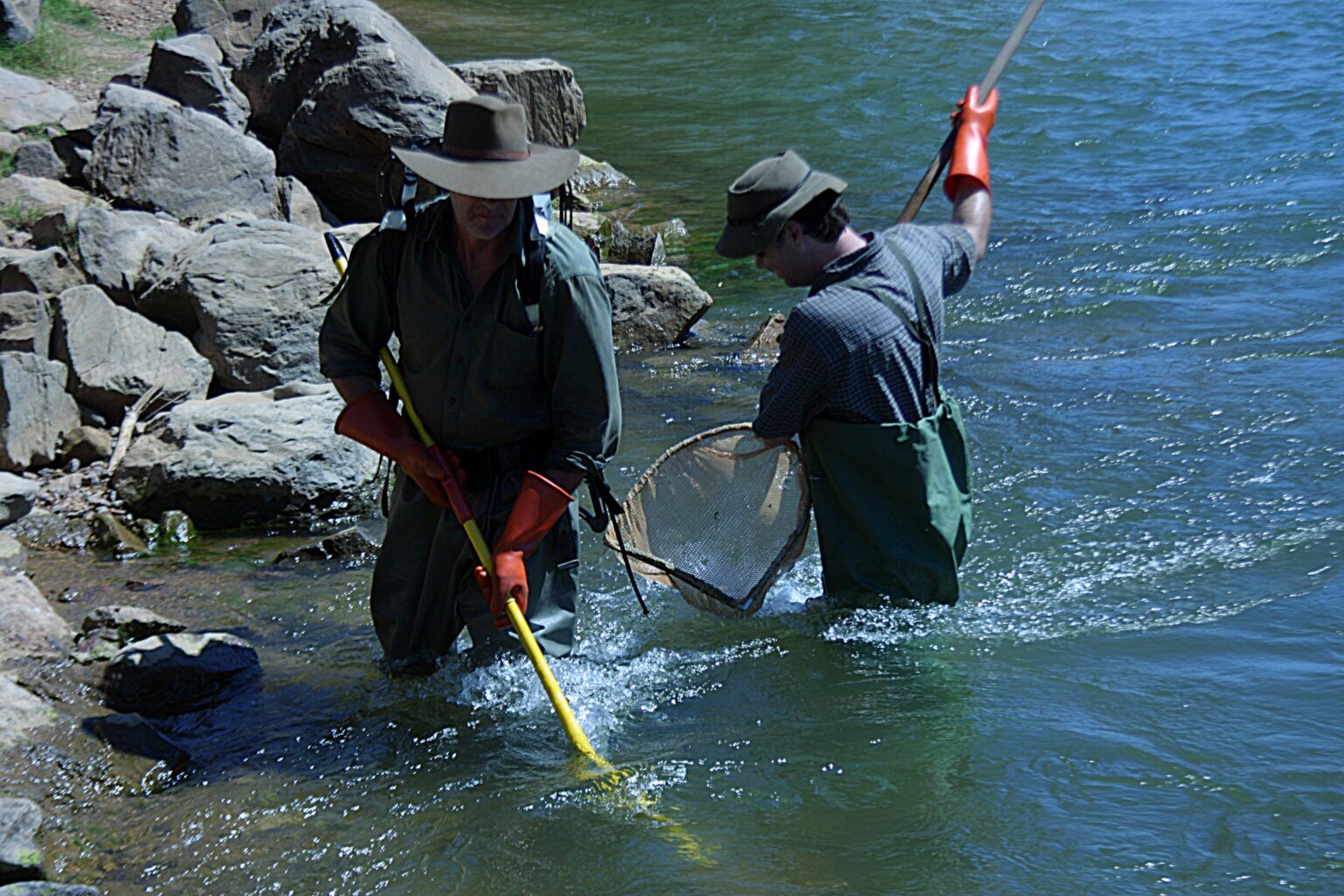 Bloomfield River cod - ‘ancient survivor’ faces modern threats ...