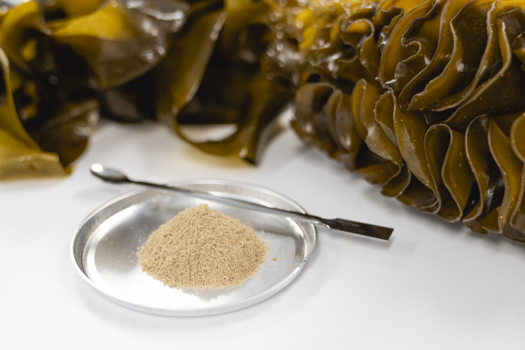 Seaweed has the potential to create a shield to block norovirus ...