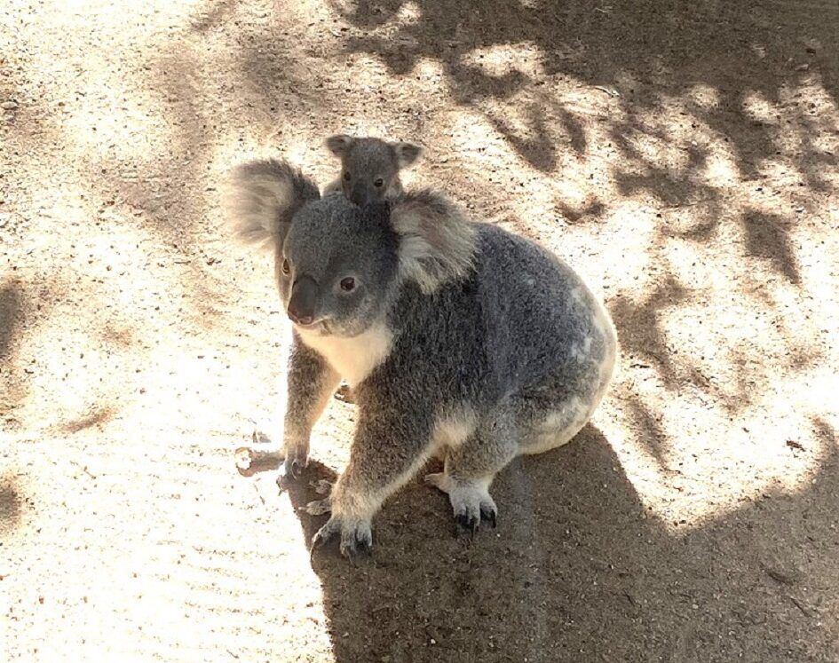 AI technology detects real-time koala crossing in first for field ...