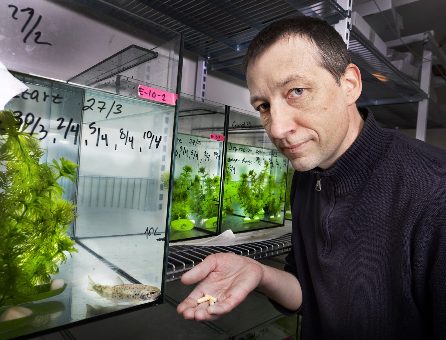 Cocaine pollution alters salmon behaviour in the wild - Griffith News